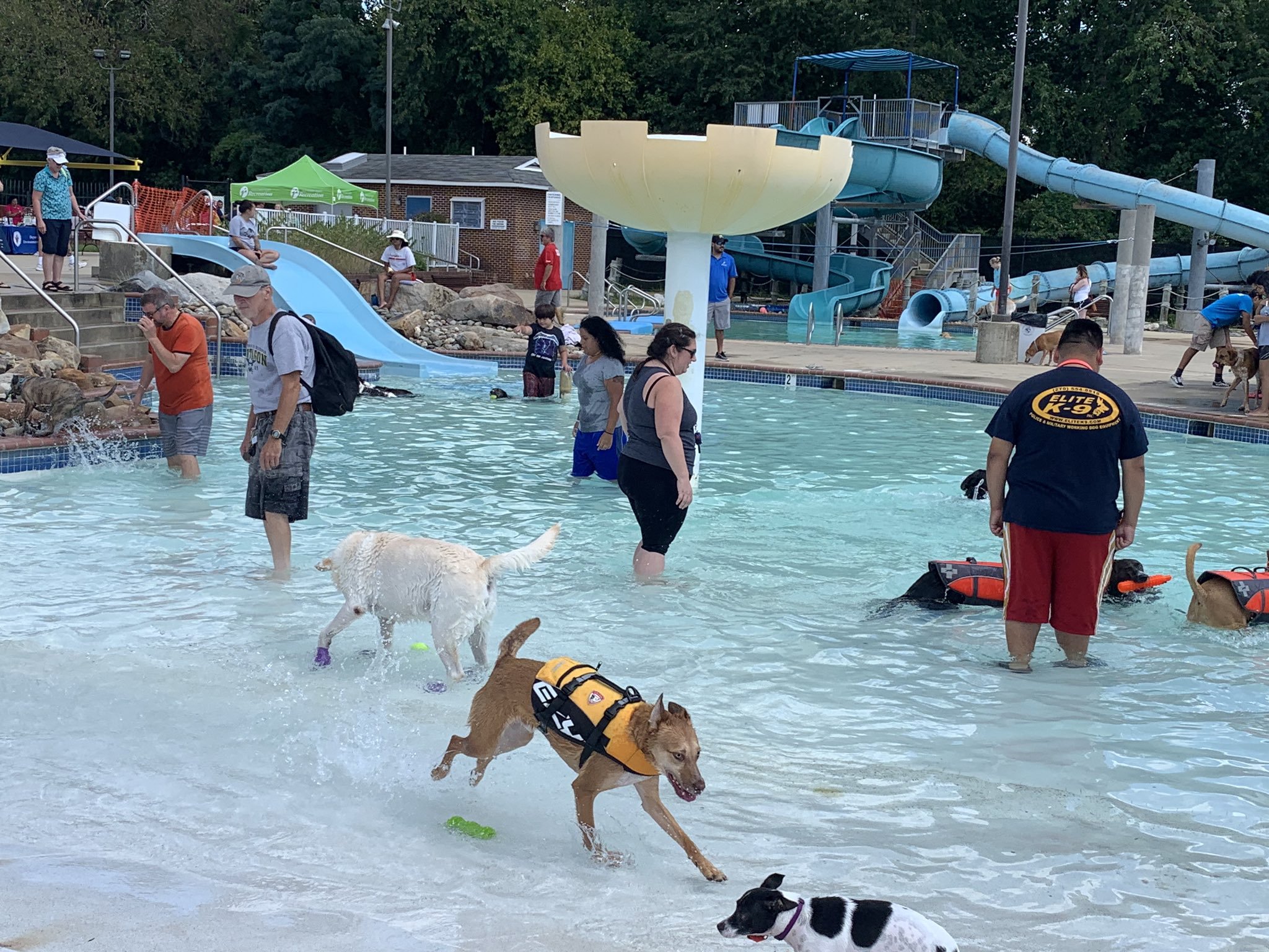 End of Summer Pool Parties a Real Treat For Dogs - Montgomery Community ...