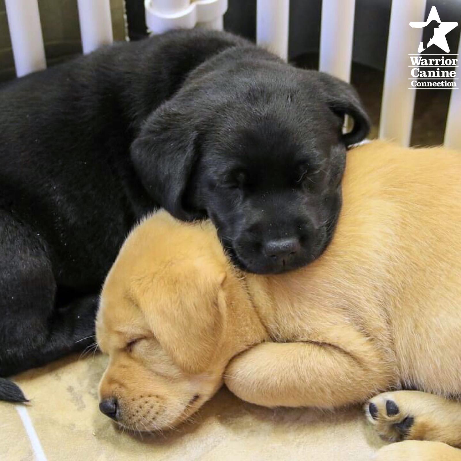 Warrior Canine Connection in Need of Puppy Parent Volunteers ...