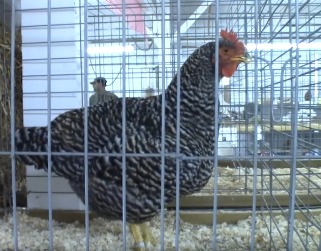 Farmers Run the Montgomery County Agricultural Fair - Montgomery ...