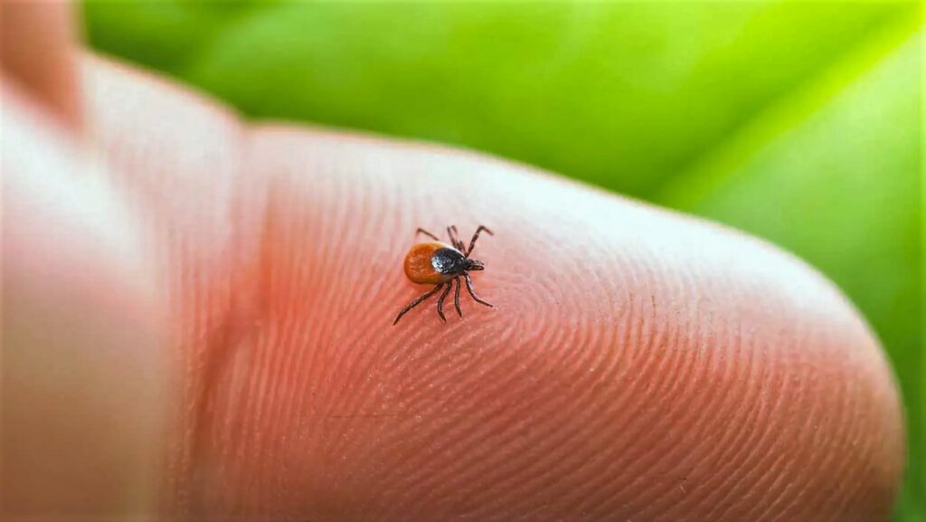 Six Nix-Fix Ticks Sicks - Montgomery Community Media