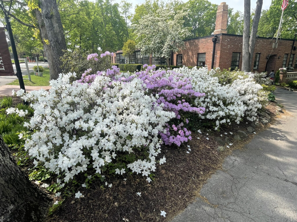 Landon Hosts 70th Annual Azalea Festival - Montgomery Community Media