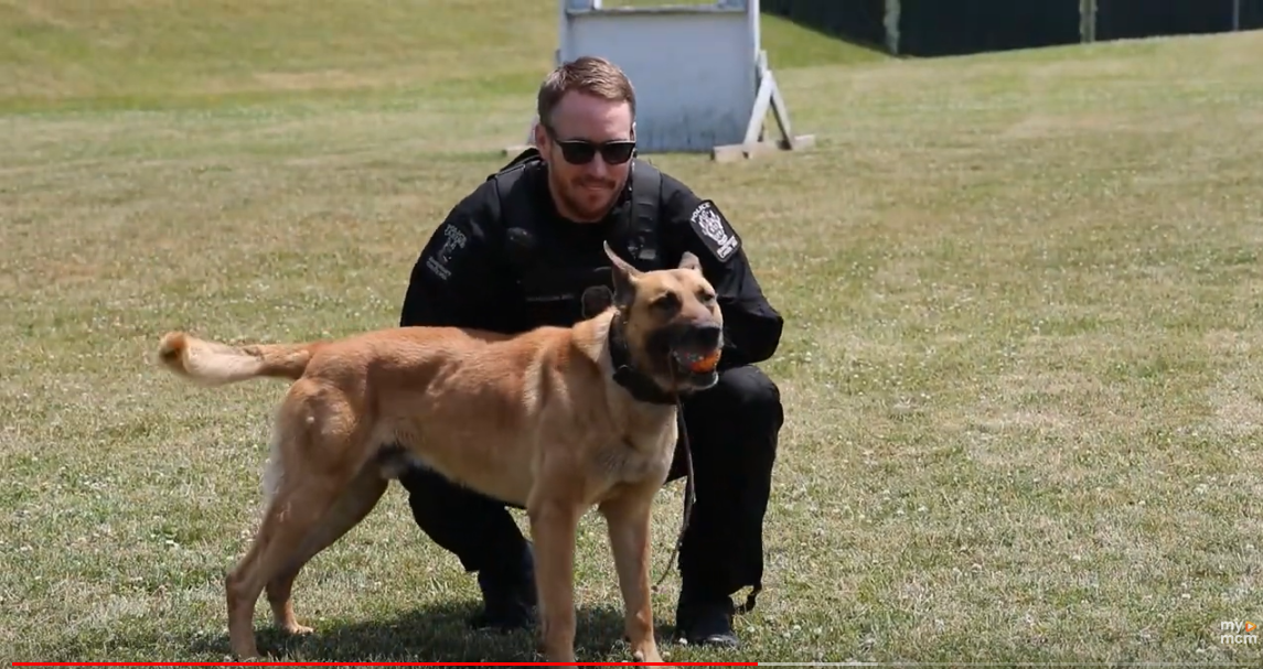 Es Un Perro K9 Un Oficial De Policia