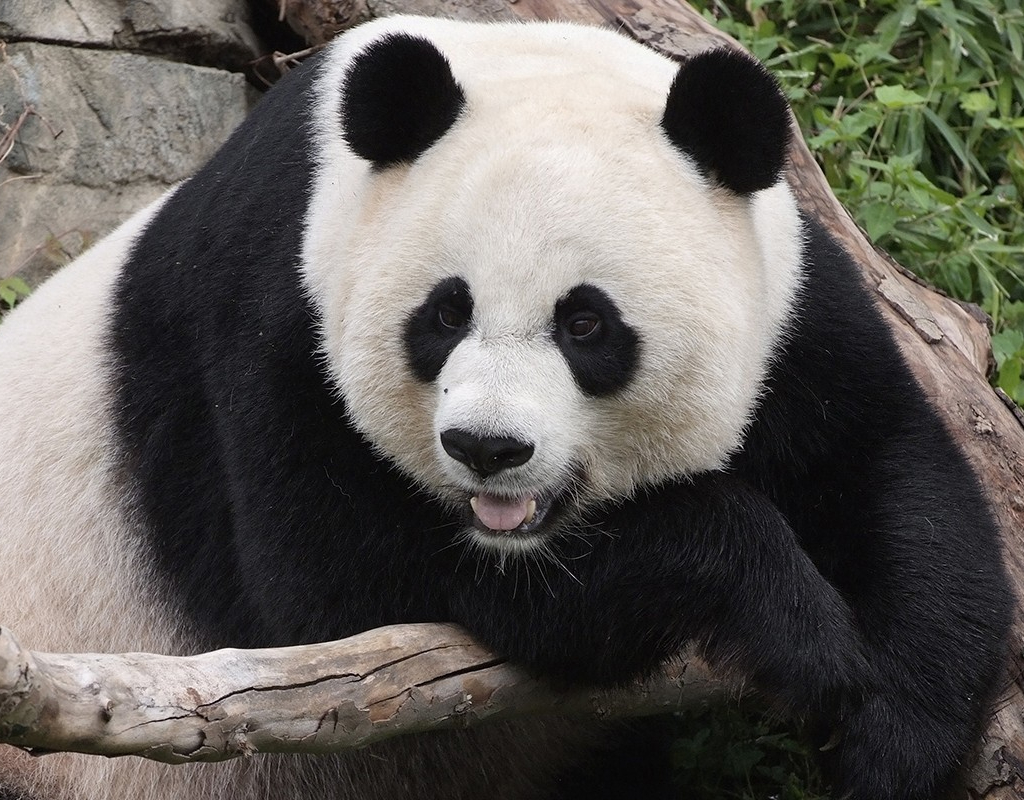 National Zoo Hosting ‘Panda Palooza: A Giants Farewell’ - Montgomery ...