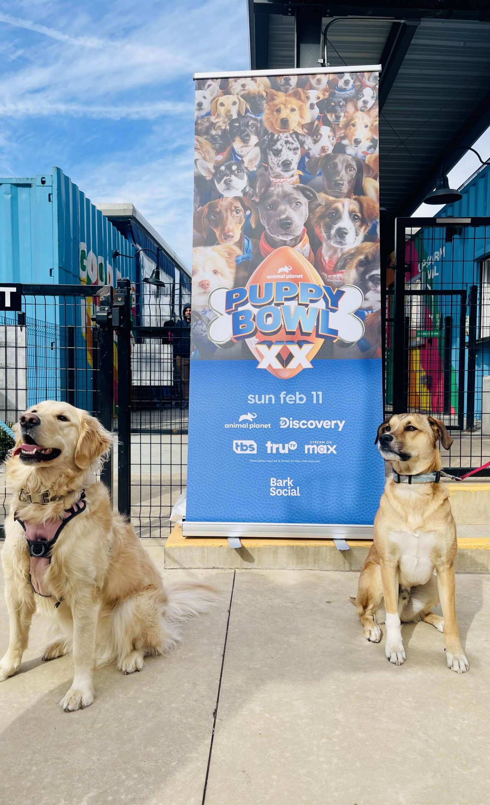 Bark Social Hosts Puppy Bowl Watch Party and Adoption Event ...