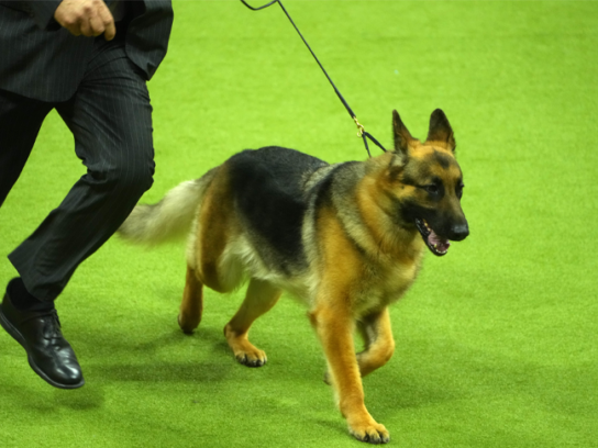 German Shepherd from Bethesda is Runner-Up at Westminster Dog Show ...