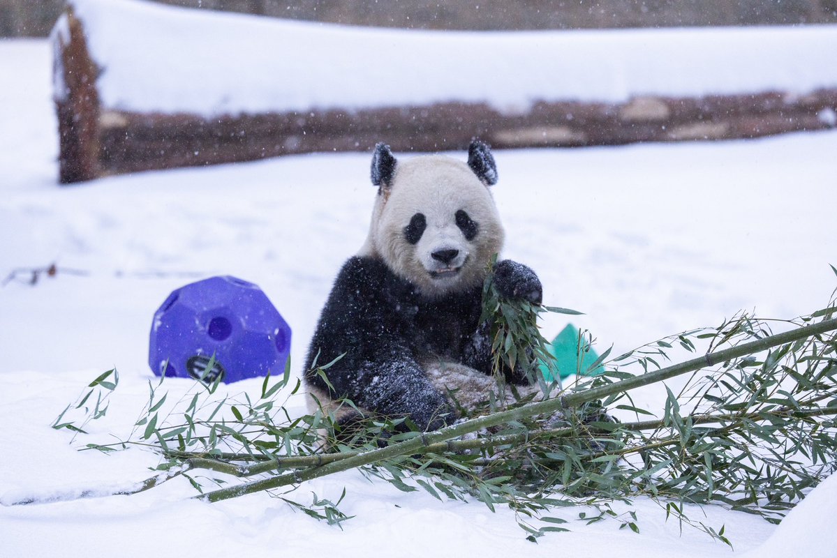 How and When Can You See the Giant Pandas at the Zoo? - Montgomery ...